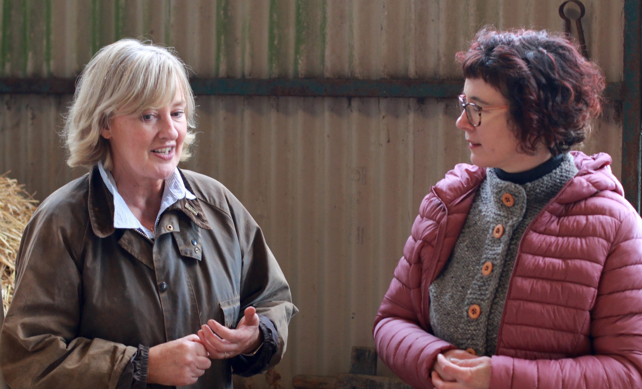 Visiting the Sheep of Galway Wool – Carol Feller