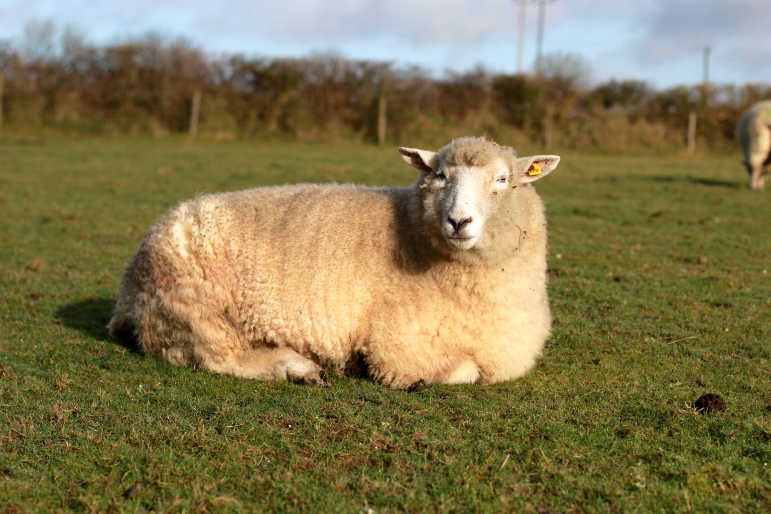 Visiting the Sheep of Galway Wool – Carol Feller