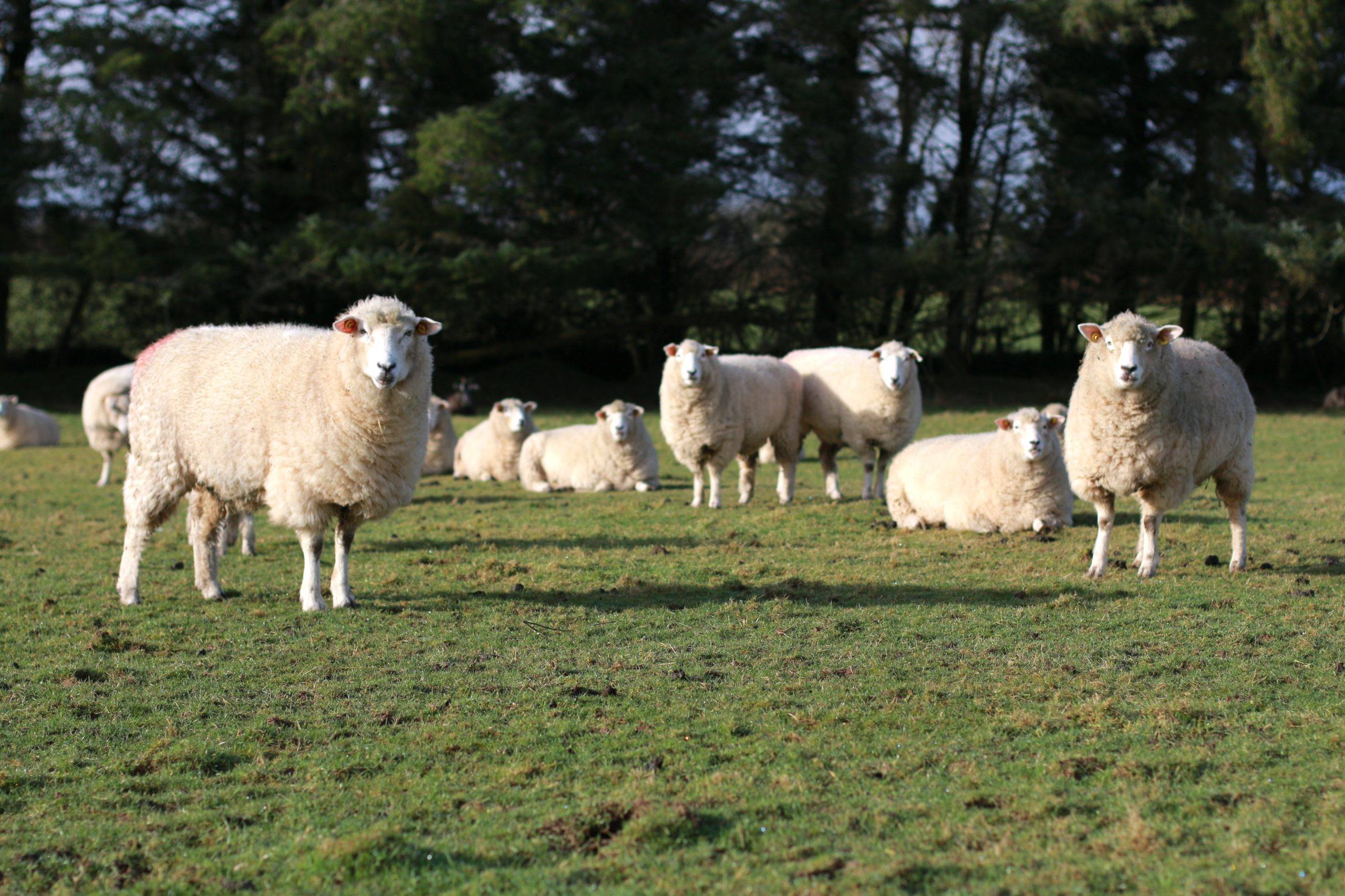 Visiting the Sheep of Galway Wool – Carol Feller