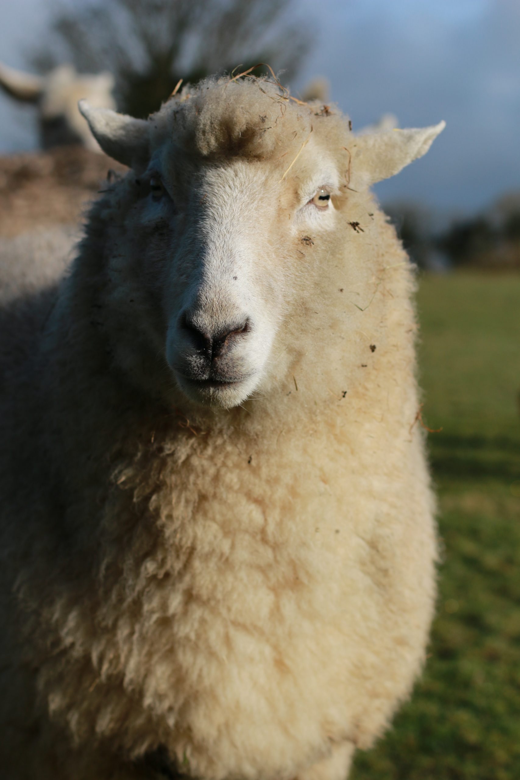 Visiting the Sheep of Galway Wool – Carol Feller